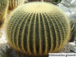 Echinocactus grusonii - 20 semenki