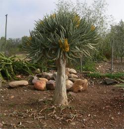 Aloe Dichotoma - 5 semenki