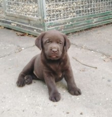 Labrador retriver štenci