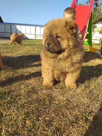 Chow chow cau cau stenad