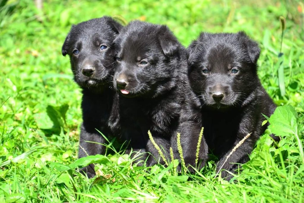 Crni nemački ovčar štenci