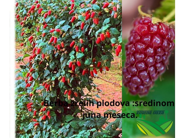 Tajberi  (Rubus Tayberry)