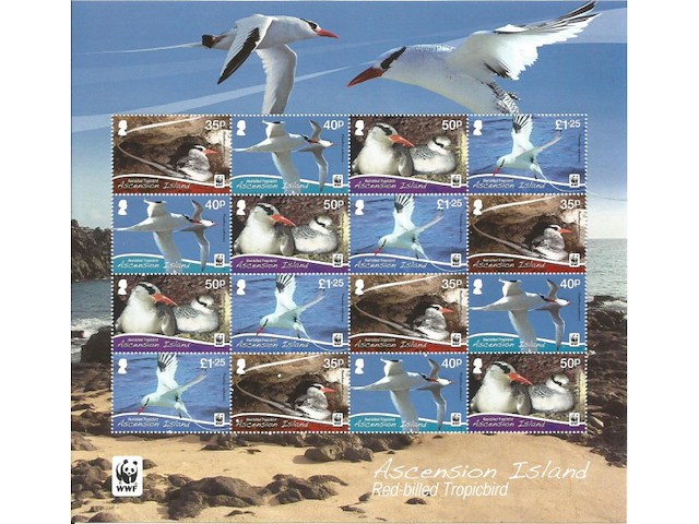 or Ascension Island 2011. WWF Ptice,cist tabak