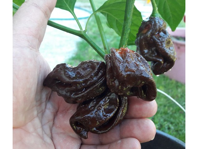 7 Pot Brain Strain Chocolate - Chili pepper 20 semenki