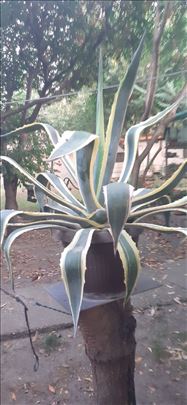Agave kaktus