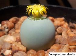 Conophytum calculus - 20 semenki