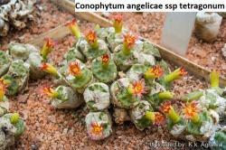 Conophytum angelicae ssp tetragonum - 10 semenki
