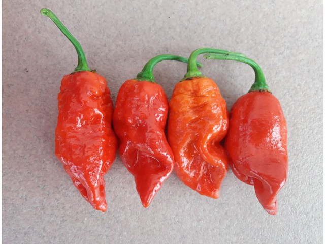 Nagalah - Chili pepper 20 semenki