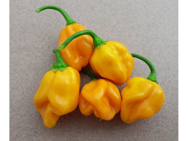 Burkina Yellow - Chili pepper 20 semenki