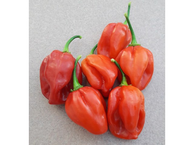 Avenir - Chili pepper 20 semenki