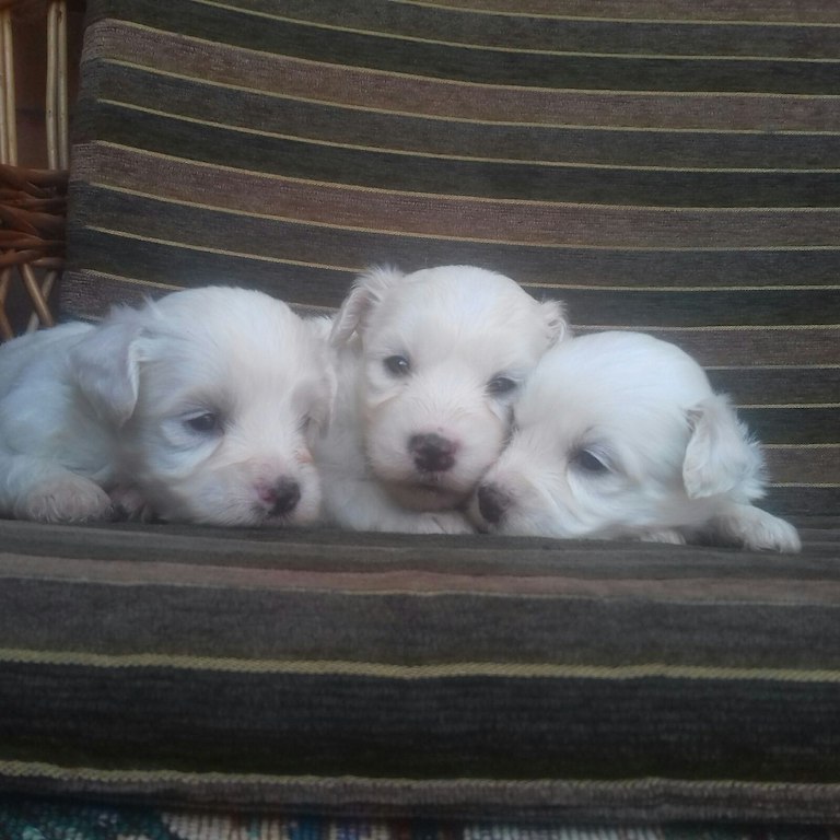 Coton de tulear (Tulearski psi) štenci