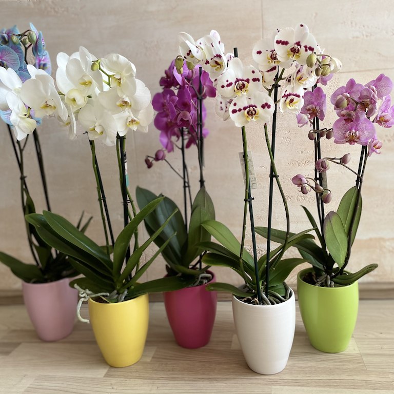 Phalaenopsis orhideja sa 2 grane