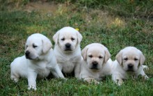 Labrador, prelepi, čistokrvni štenci