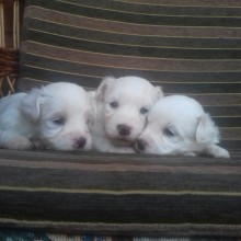 Coton de tulear (tulearski psi) štenci