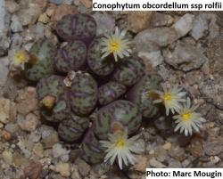 Conophytum obcordellum ssp rolfii - 10 semenki
