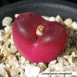 Conophytum maughanii - 10 semenki
