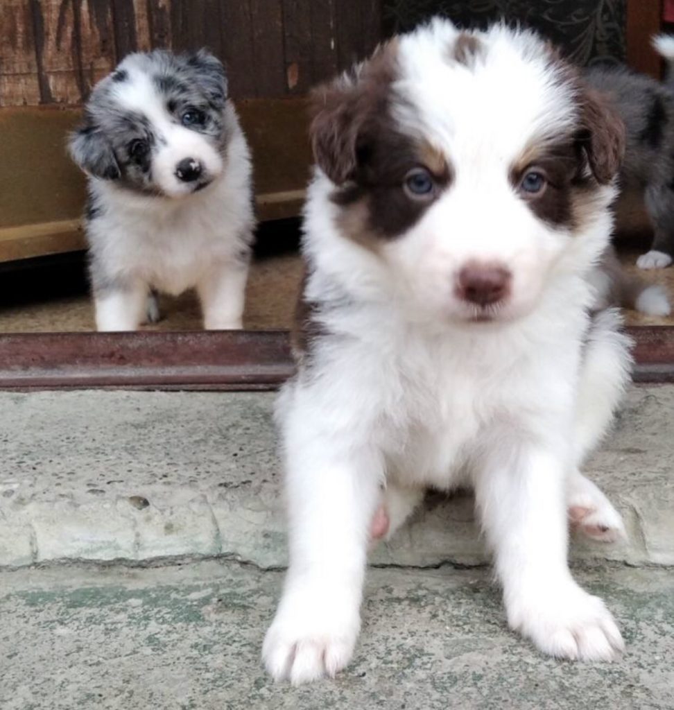 Border koli štenci na prodaju