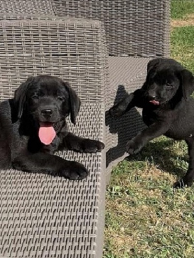 Vrhunski štenci – Labrador Retriver