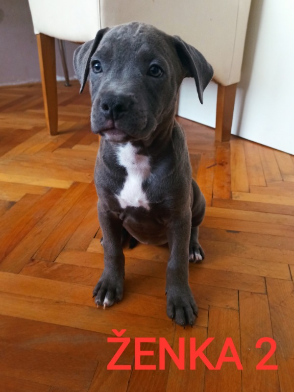 Stenci PIT BULL BLUE NOSE na prodaju