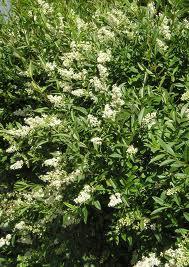 ligistrum vulgaris-kalina10kom-AKCIJA