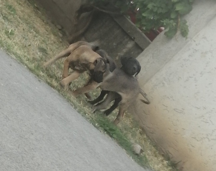 Cane corso stenci