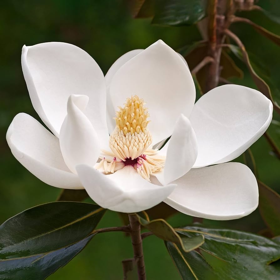 Zimzelena magnolija