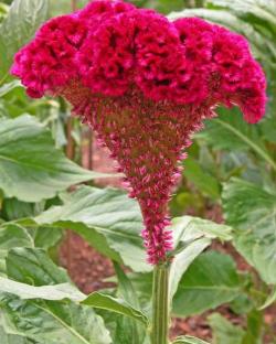 Petlova kresta - celosia cristata