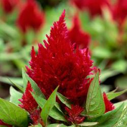 Petlova kresta ( celosia plumosa)