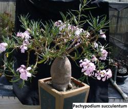 Pachypodium succulentum - 5 semenki