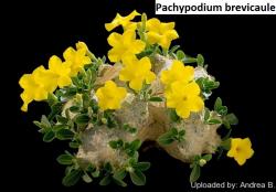 Pachypodium brevicaule - 5 semenki