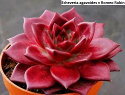 Echeveria agavoides v Romeo Rubin - 20 semenki