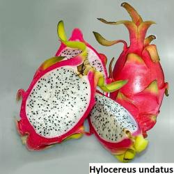 Hylocereus undatus - 5 semenki
