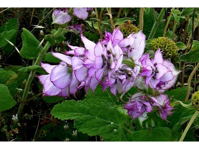 MUSKATNA ŽALFIJA (SALVIA SCLAREA) - 50 SEMENA