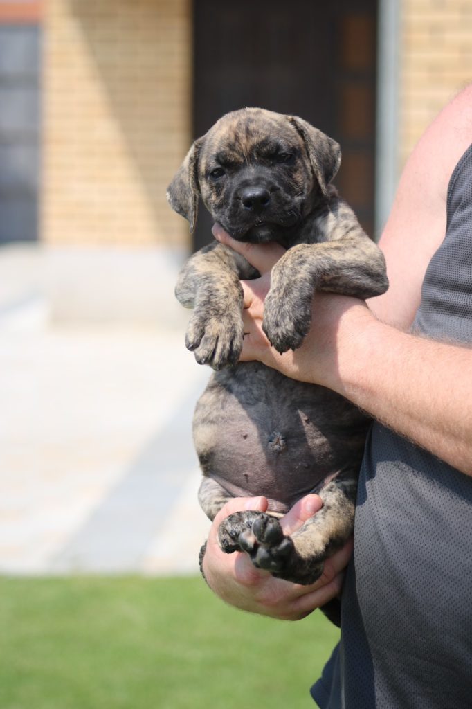 Presa Canario štenci