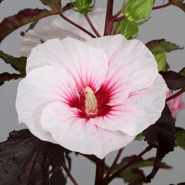 Hibiscus moscheutos Carrousel 'Jolly Heart' • C3 L •