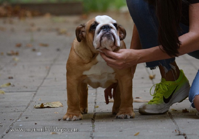 ENGLESKI BULDOG, fantasticno leglo