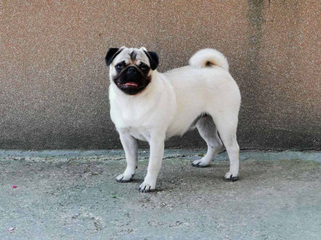 Mops štenci