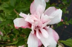 Hibiscus syriacus