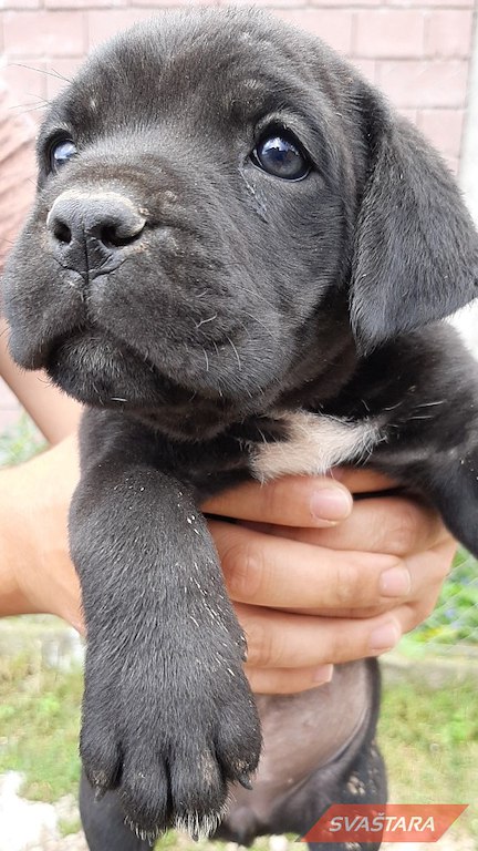 Cane Corso Zensko Stene