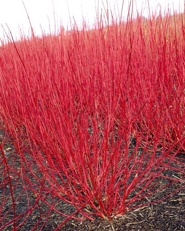 Cornus alba – Sibirski dren