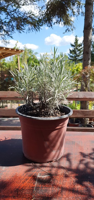 Lavanda 40cm