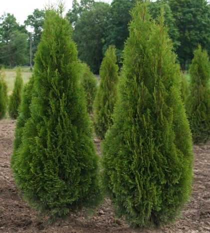 THUJA OCCIDENTALIS SMARAGD 1.5M