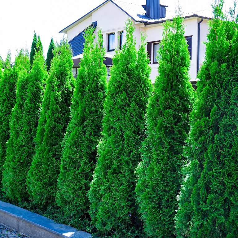 THUJA OCCIDENTALIS SMARAGD 2M