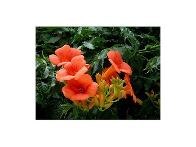 Tekoma - Campsis radicans 2 god.