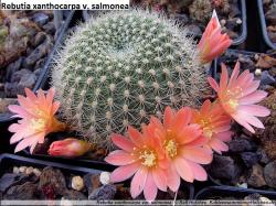 Rebutia xanthocarpa v. salmonea - 10 semenki