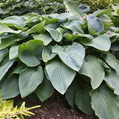 Hosta „Grandiflora“
