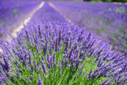 Lavanda – angustifolia ,,Munstead“