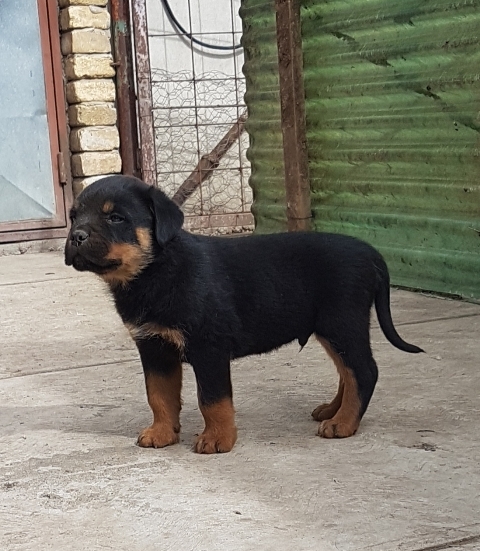 Rottweiler, štenci