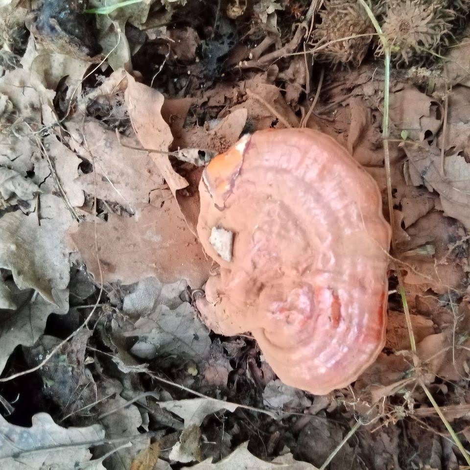 Ganoderma lucidum Reishi gljiva, Hrastova Sjajnica