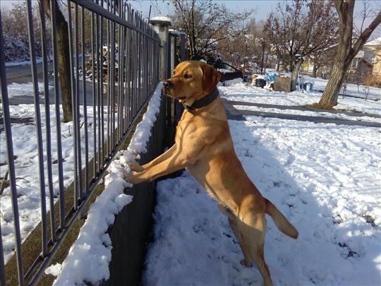 Labrador retriver, odrastao pas